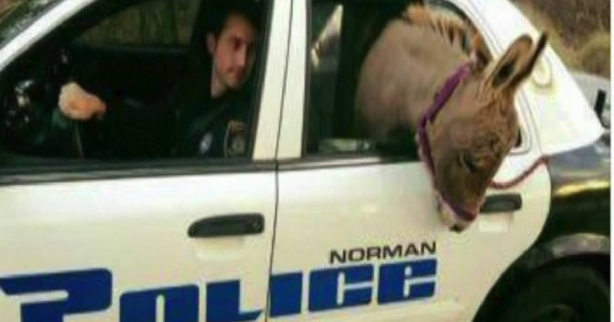 Συνελήφθη... γάιδαρος; - CNN.gr