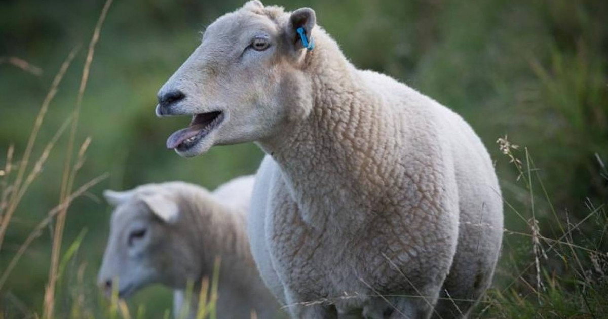Πρόβατα έφαγαν κάνναβη και έπαθαν αμόκ - CNN.gr