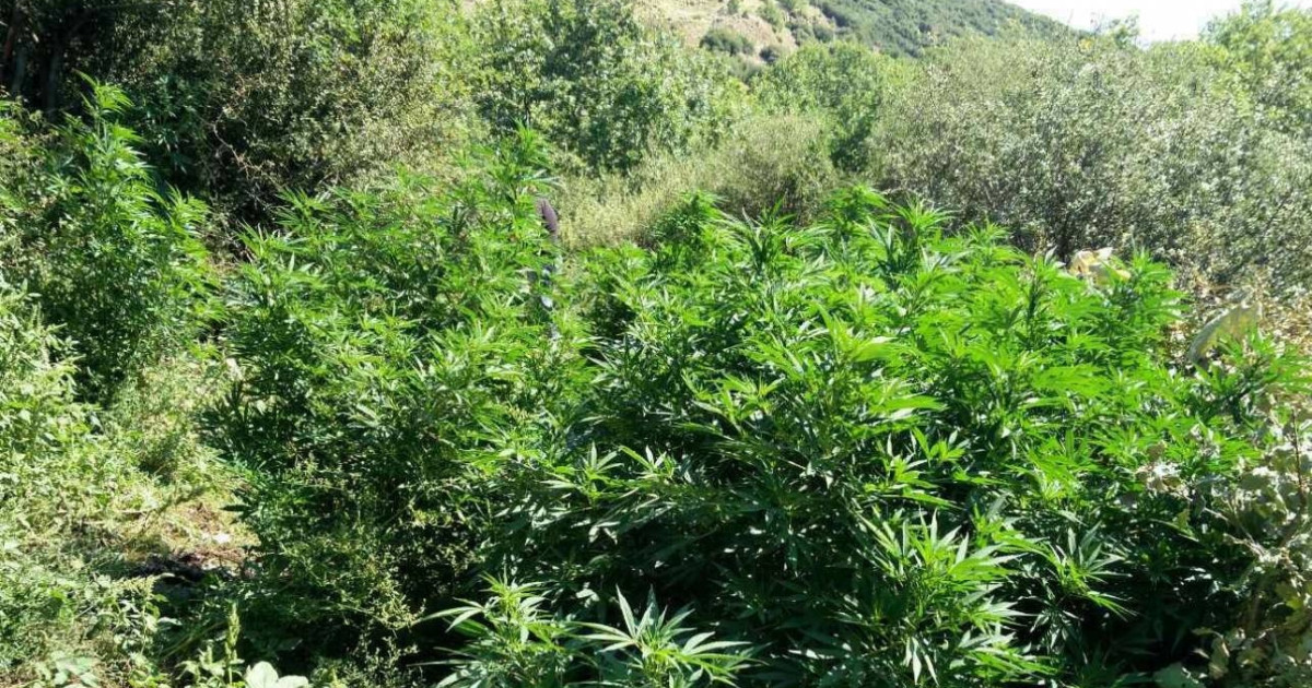 Κοζάνη: Εντοπίστηκε φυτεία κάνναβης – σύλληψη 43χρονου - CNN.gr