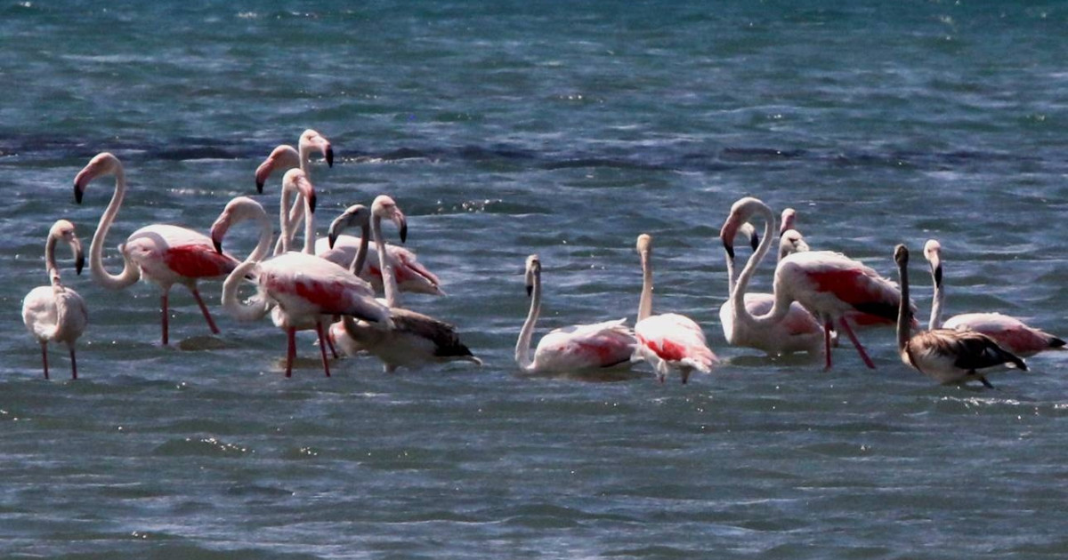 50 ροζ φλαμίγνκο στον υδροβιότοπο της Νέας Κίου - CNN.gr