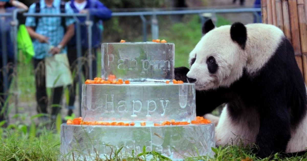 Πέθανε ο Pan Pan, το γηραιότερο panda που βοήθησε το είδος του να ...