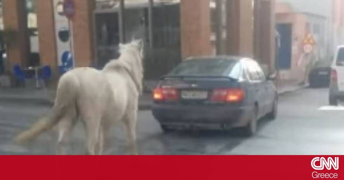 Θεσσαλονίκη: Ένα άλογο περιφέρεται στους δρόμους δεμένο πίσω από ...