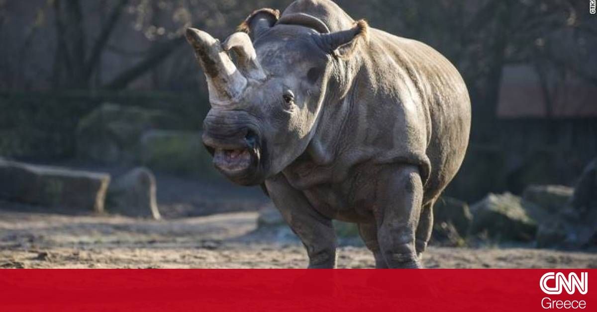 Σε 24ωρη φύλαξη ο μοναδικός λευκός ρινόκερος παγκοσμίως - CNN.gr