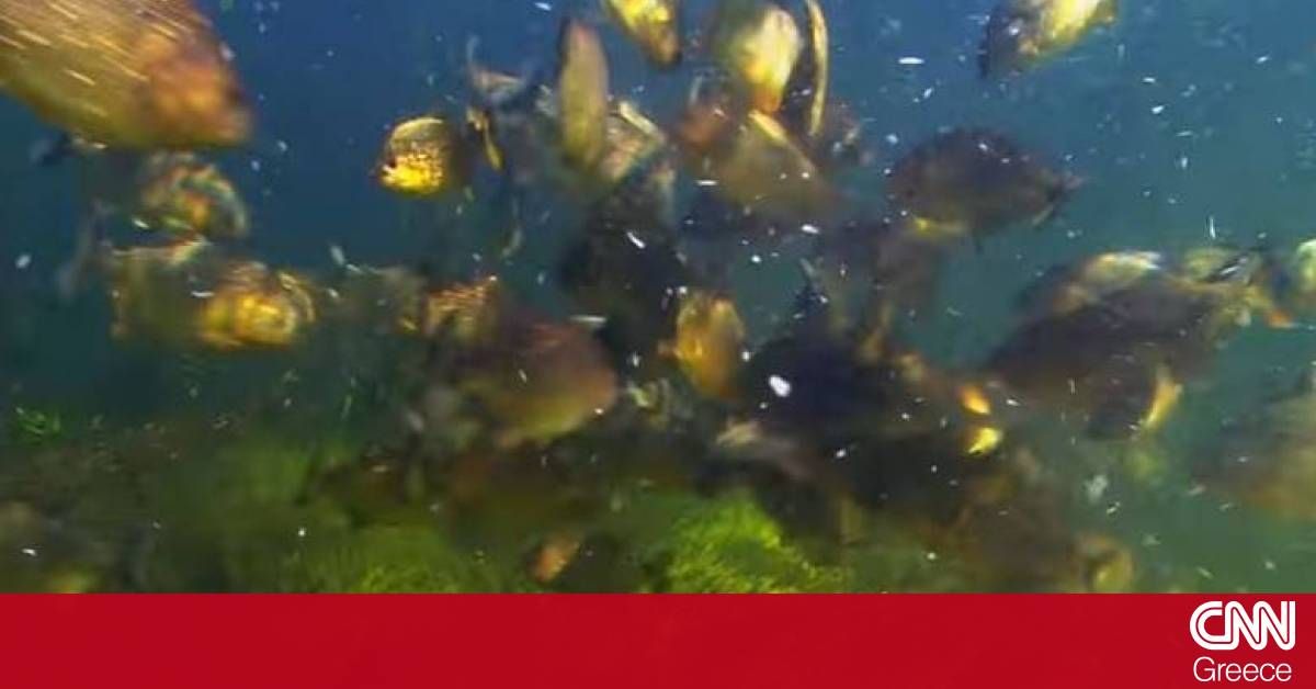 Εντυπωσιακά και θανάσιμα: Κοπάδι πιράνχας κατασπαράζει ό,τι κινείται ...