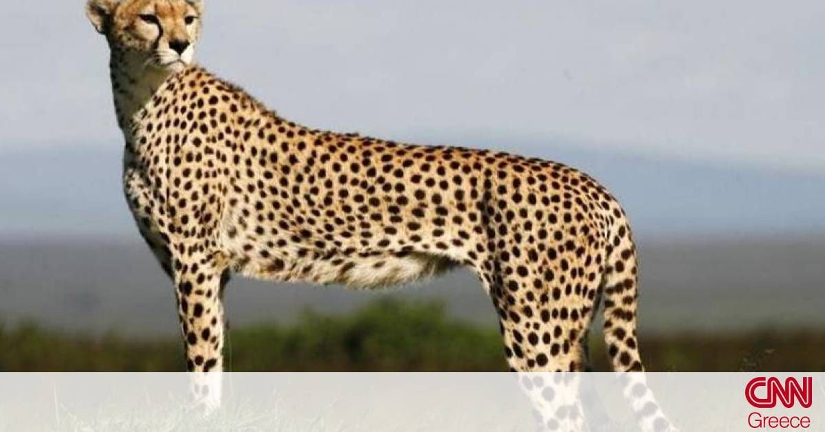 Τσιτάχ ορμάει σε τουρίστρια σε ζωολογικό πάρκο (vid) - CNN.gr