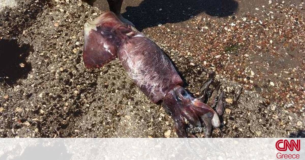 Αργολίδα: Ψαράς έπιασε καλαμάρι – γίγας (pics) - CNN.gr