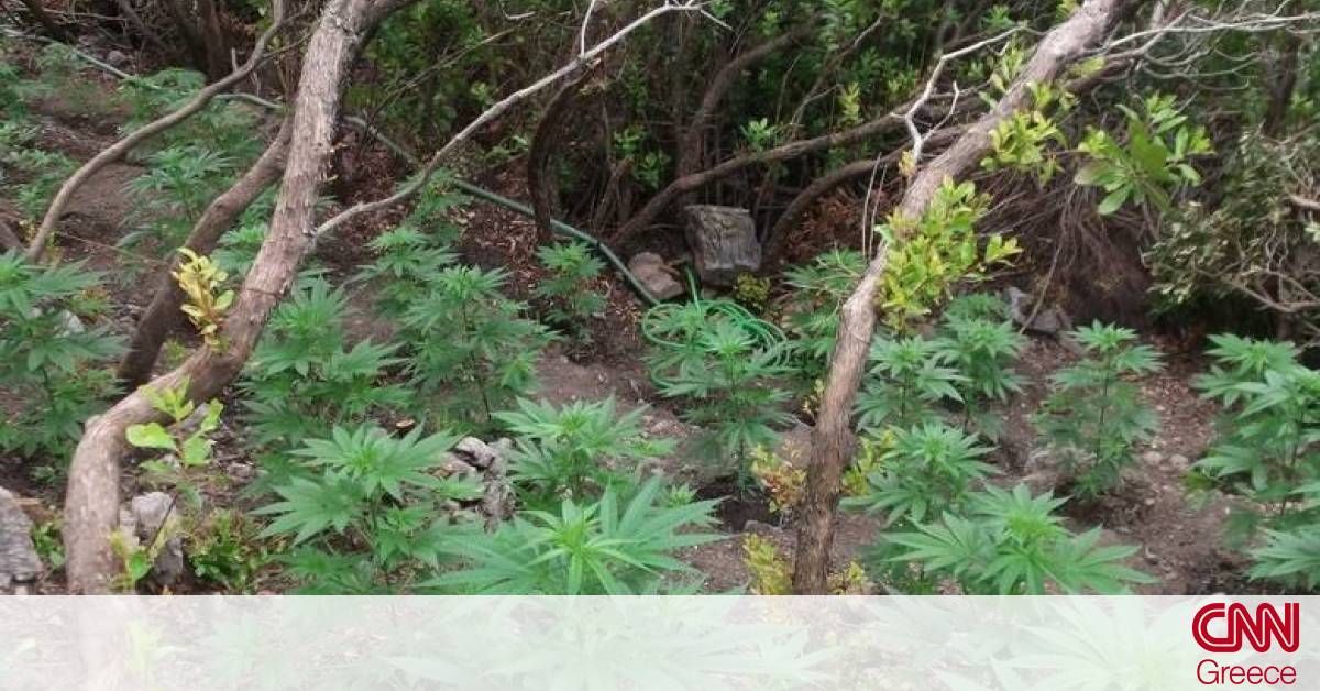Ρέθυμνο: Φυτεία με δενδρύλλια κάνναβης εντοπίστηκε σε ορεινή δασώδη ...