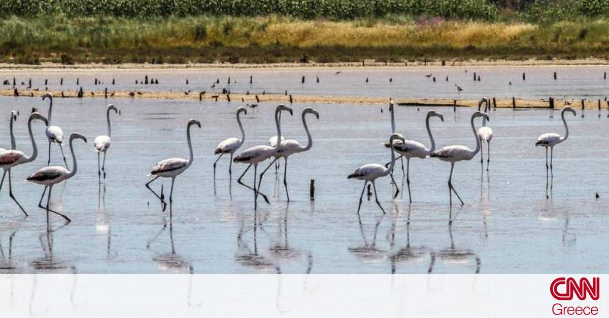 Εντυπωσιακές εικόνες από τα φλαμίνγκο που έφτασαν στο Ναύπλιο - CNN.gr