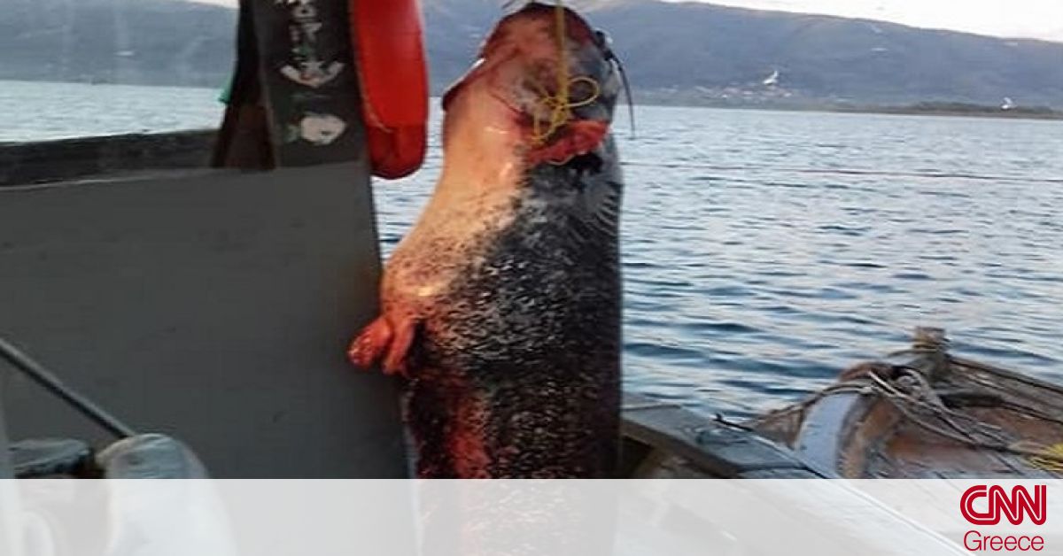 Έπιασε γουλιανό δύο μέτρων και 85 κιλών (pics) - CNN.gr