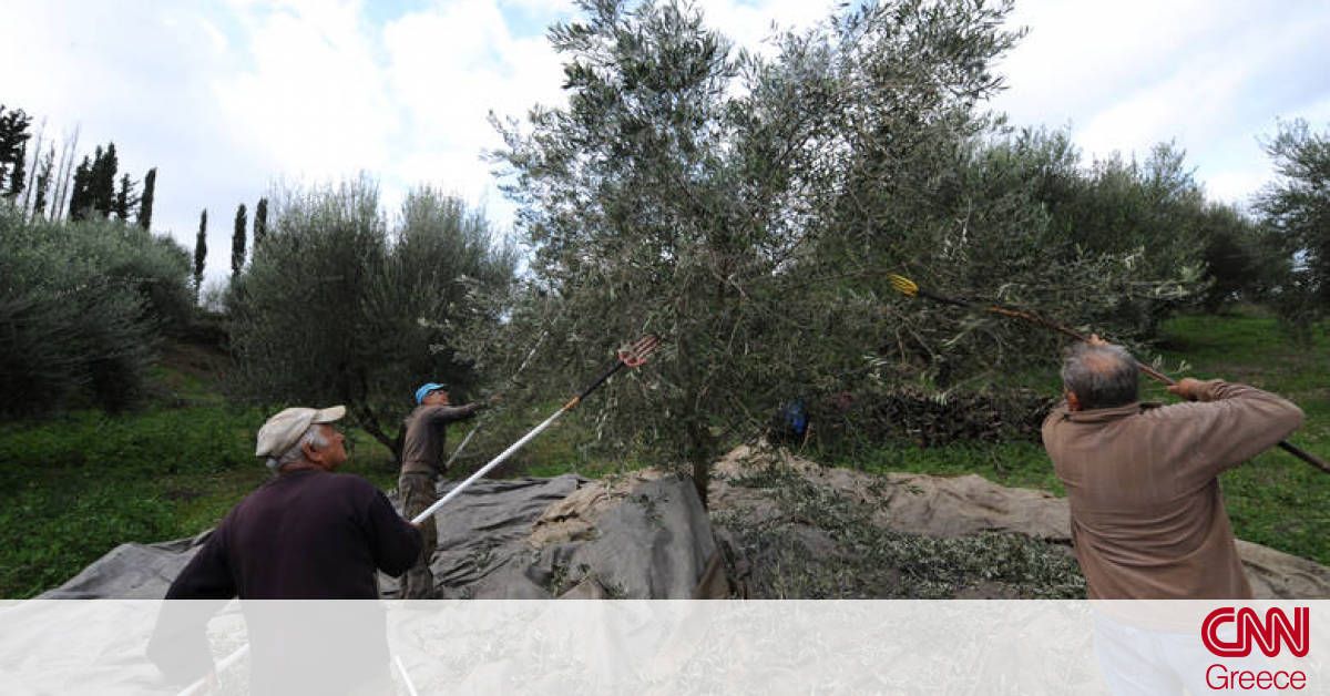 ΟΠΕΚΕΠΕ: Πότε καταβάλλονται οι επιδοτήσεις για το ελαιόλαδο - CNN.gr