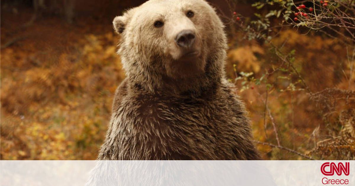 Σε χειμερία νάρκη άρχισαν να πέφτουν οι αρκούδες του «Αρκτούρου» (pics ...