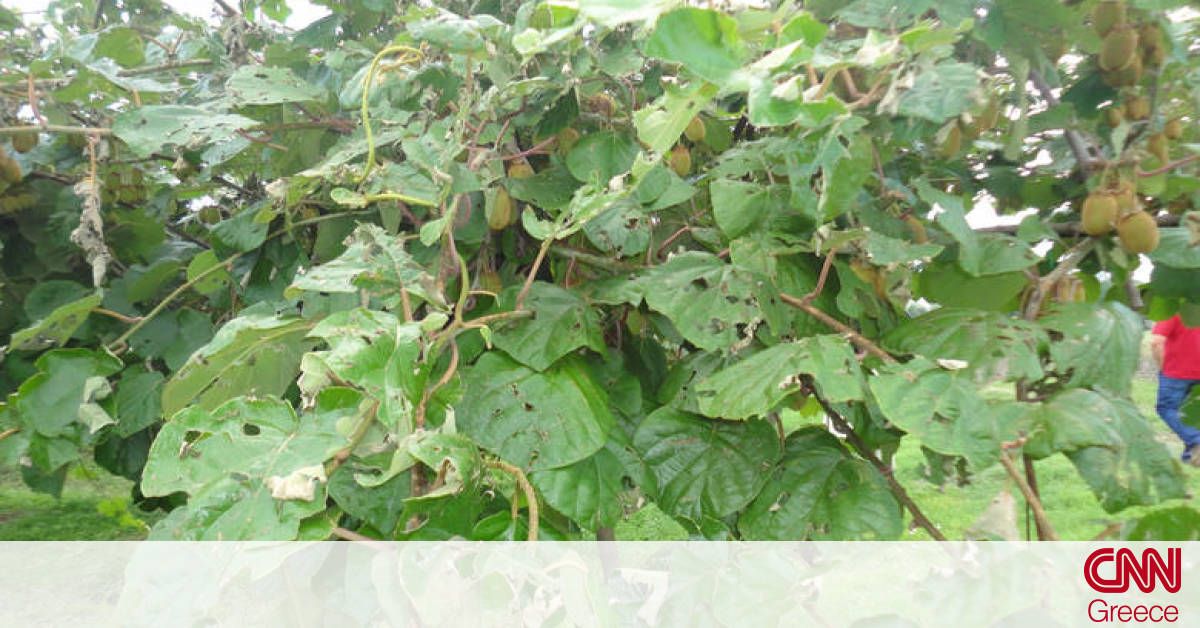 ΕΛΓΑ: Πότε καταβάλλονται οι αποζημιώσεις σε αγρότες και κτηνοτρόφους ...