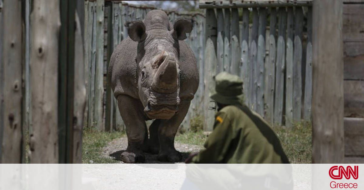 Άρρωστος ο τελευταίος αρσενικός λευκός ρινόκερος του κόσμου - Φόβοι για ...