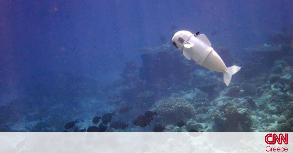 SoFi: Το ρεαλιστικό ρομποτικό ψαράκι προκαλεί το ενδιαφέρον του βυθού ...