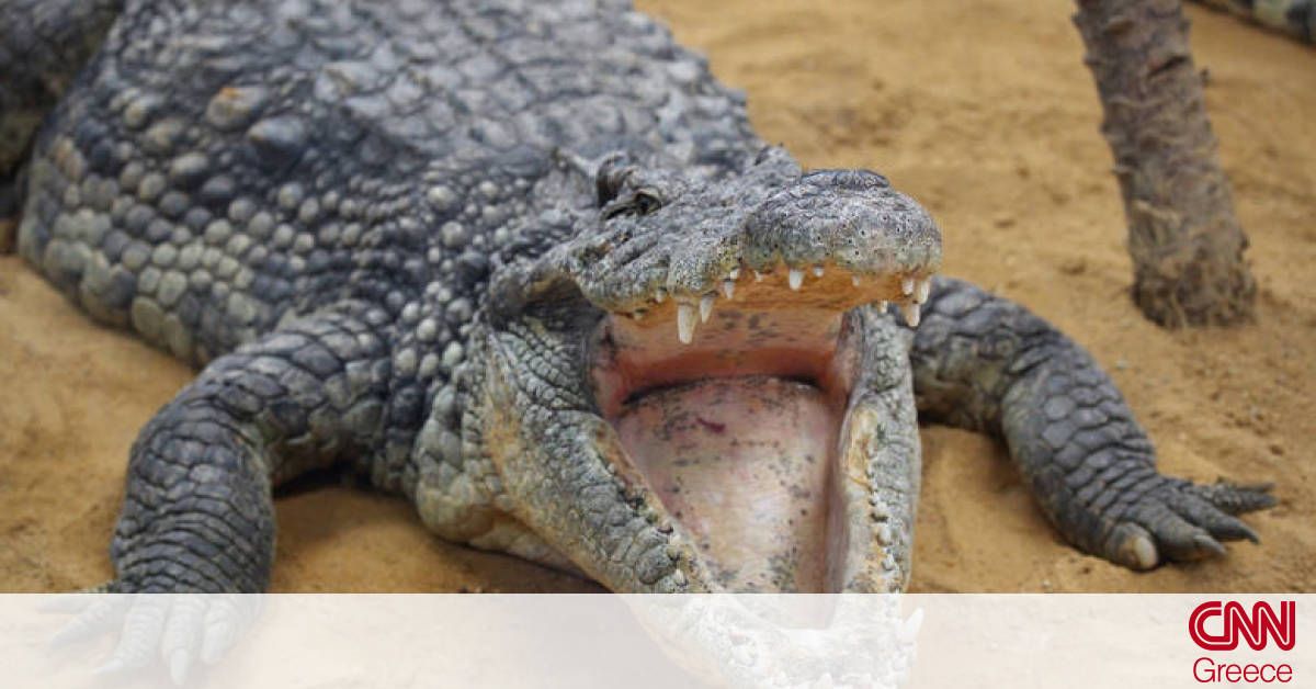 Αιθιοπία: Κροκόδειλος κατασπάραξε ιερέα την ώρα της βάπτισης - CNN.gr