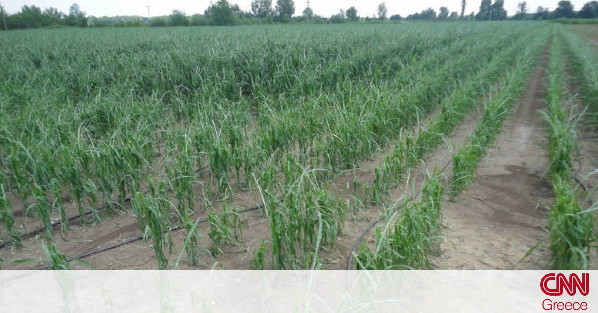 ΕΛΓΑ: Παράταση για την εξόφληση των ειδικών ασφαλιστικών εισφορών - CNN.gr