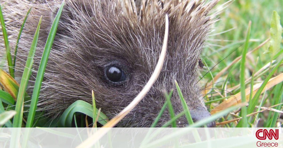 Σε... δίαιτα ο πιο παχύς σκαντζόχοιρος στον κόσμο - CNN.gr