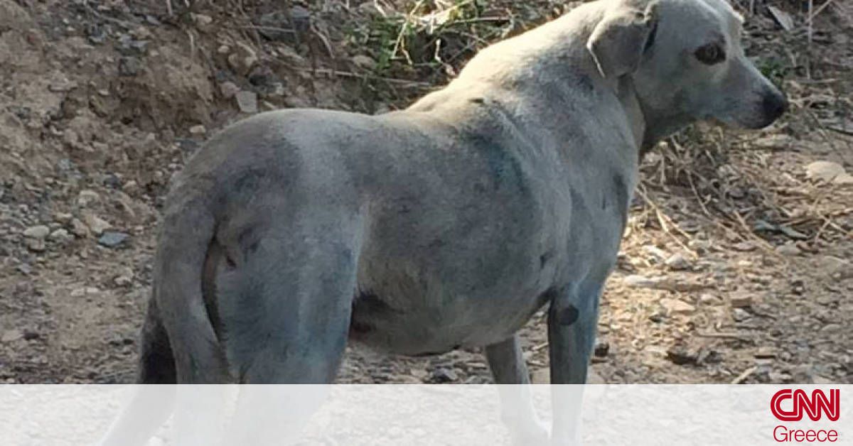 Κακοποίηση σκύλου στην Κρήτη: Βρέθηκε βαμμένο με μπλε μπογιά - CNN.gr