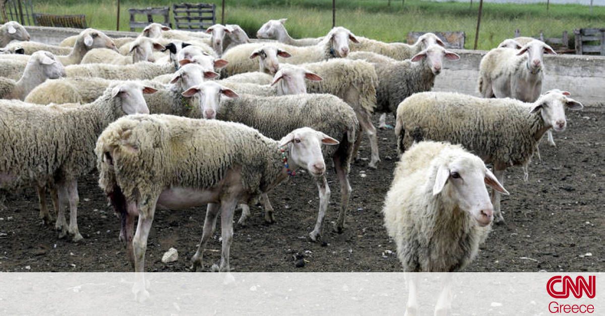 Στους μετανάστες στηρίζεται η μετακινούμενη κτηνοτροφία στη Θεσσαλία ...