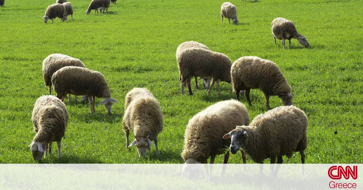 Χανιά: Κεραυνός αποδεκάτισε ένα ολόκληρο κοπάδι προβάτων - CNN.gr