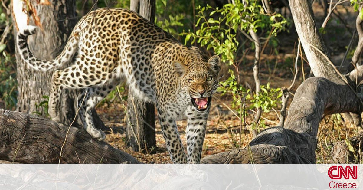 Ινδία: Ελέφαντες και drones αναζητούν μια λεοπάρδαλη που το έσκασε - CNN.gr