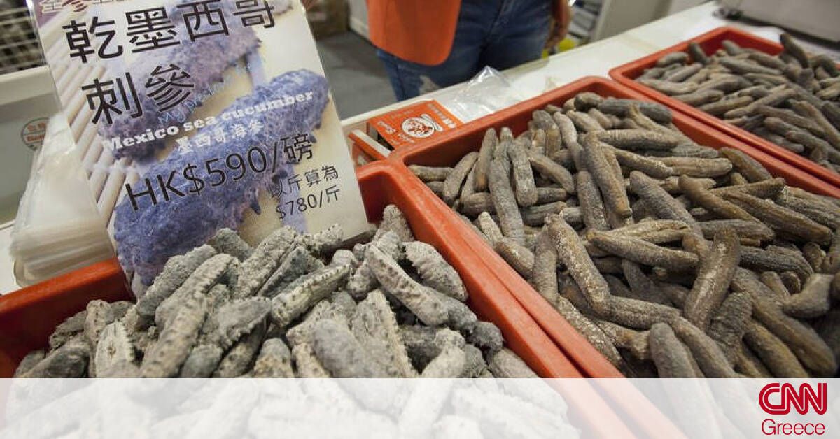 Όλοι κυνηγούν το «αγγούρι της θάλασσας»: Νεκροί δύτες για τον μεζέ που ...