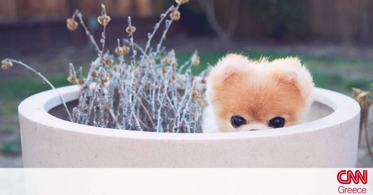 Πέθανε ο Boo, o ομορφότερος σκύλος στον κόσμο - CNN.gr