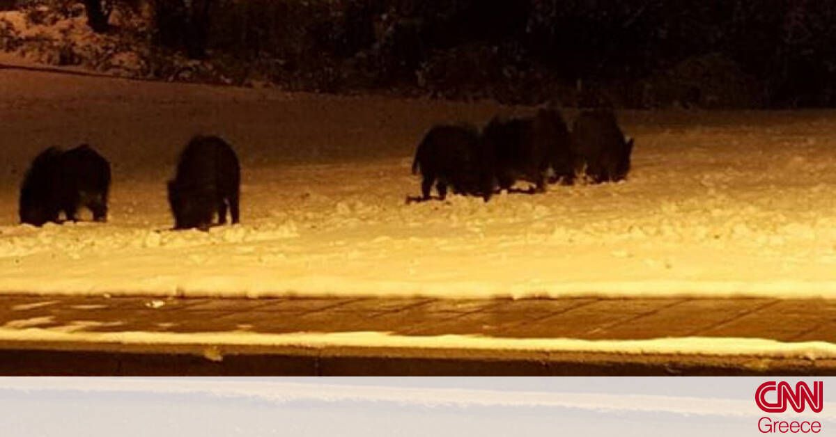 Θεσσαλονίκη: Αγριογούρουνα βγήκαν βόλτα στην πόλη μέσα στο χιονιά - CNN.gr