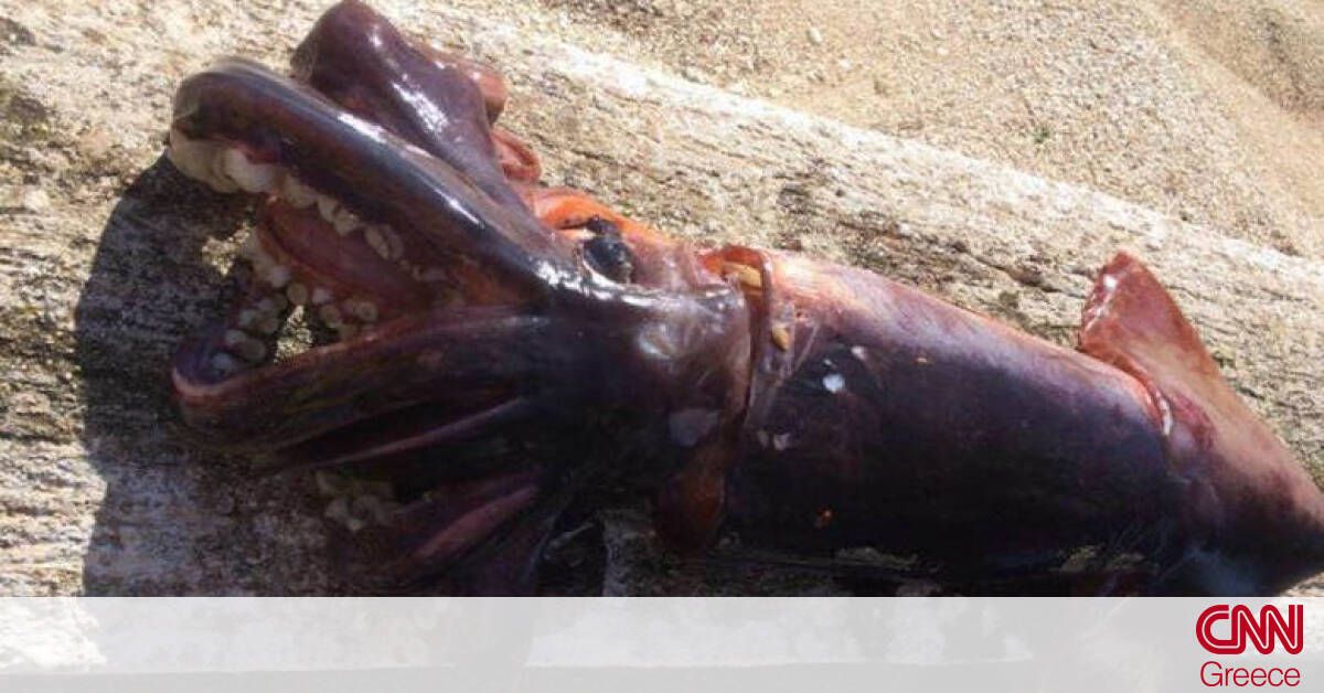 Ψάρεψαν τεράστιο καλαμάρι 10 κιλών στην Κεφαλονιά - CNN.gr