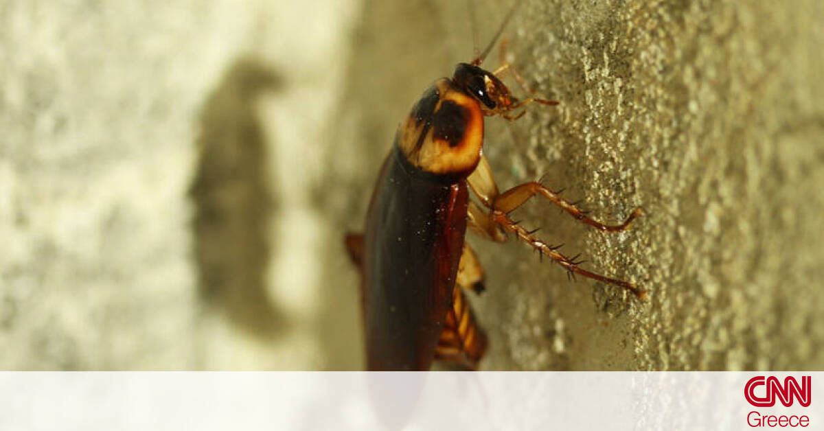 Μίσιγκαν: Αυτοπυροβολήθηκε στην προσπάθειά του να… σκοτώσει κατσαρίδα ...