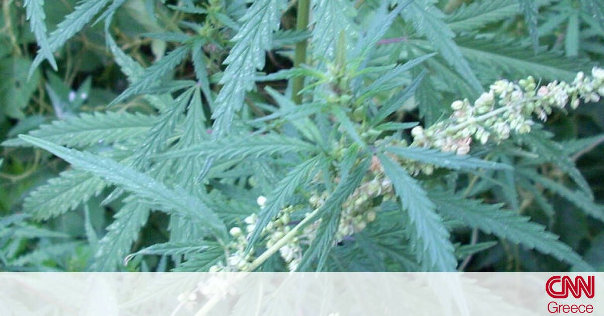 Βρήκαν απόδειξεις για την αρχαιότερη χρήση κάνναβης στον κόσμο - CNN.gr