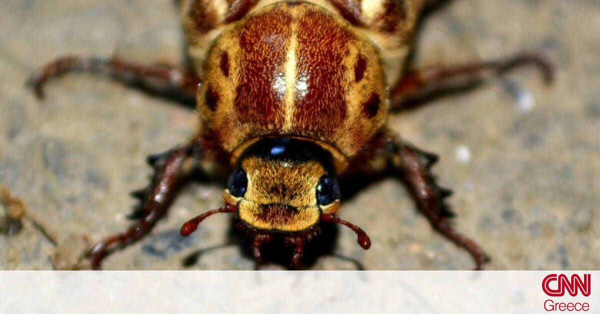 Ο απόλυτος εφιάλτης: Σύντομα οι κατσαρίδες θα είναι δύσκολο να ...