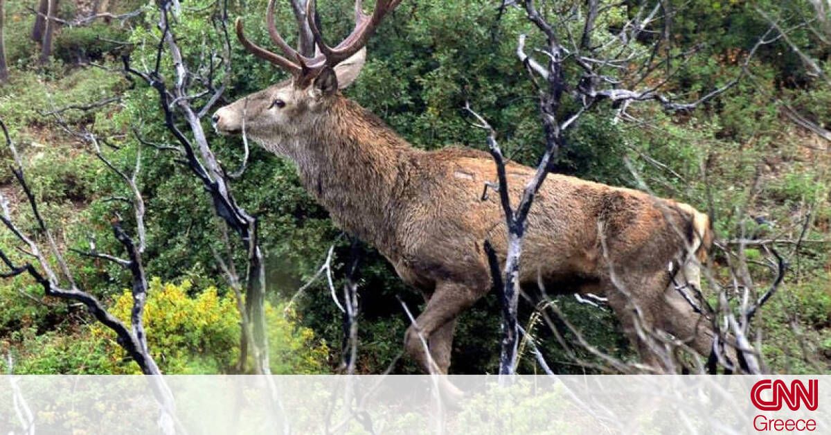 Οι λύκοι της Πάρνηθας απειλούν τα ελάφια: Αποκαλυπτική έρευνα - CNN.gr