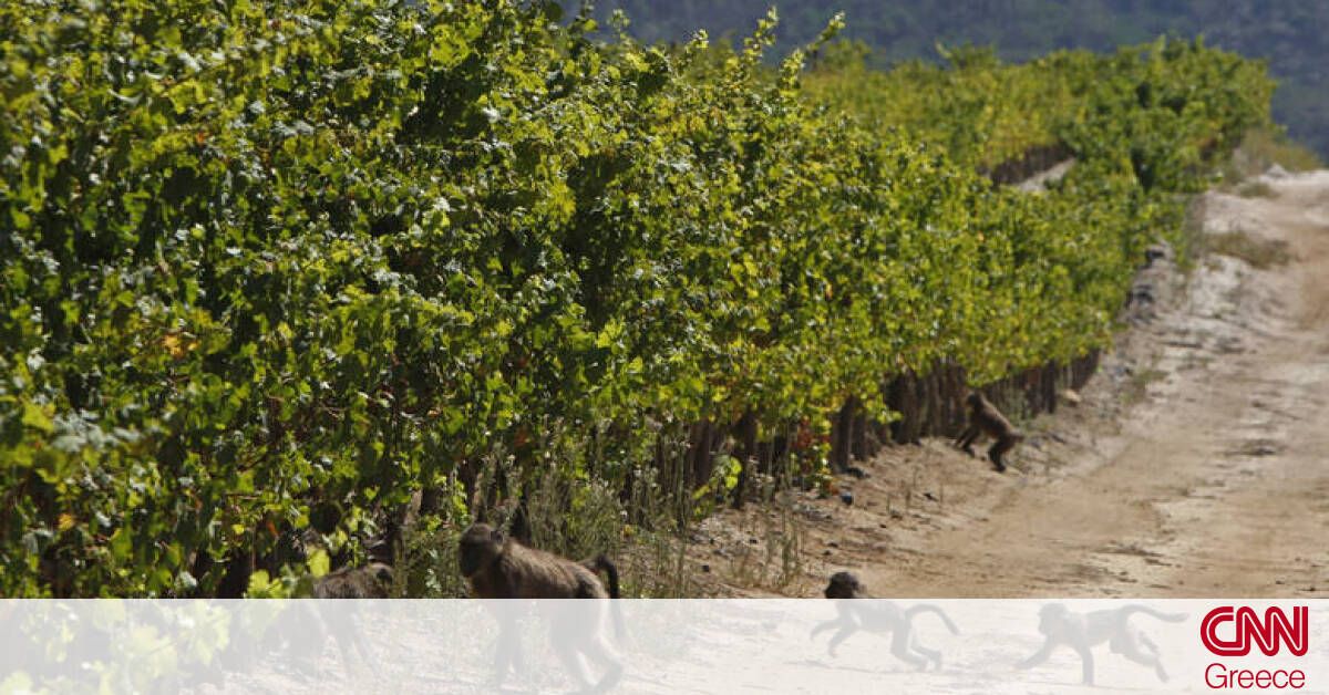 Μαϊμούδες «ναυτικοί» διέσχισαν τον Ατλαντικό και έφτασαν στη Ν. Αμερική ...