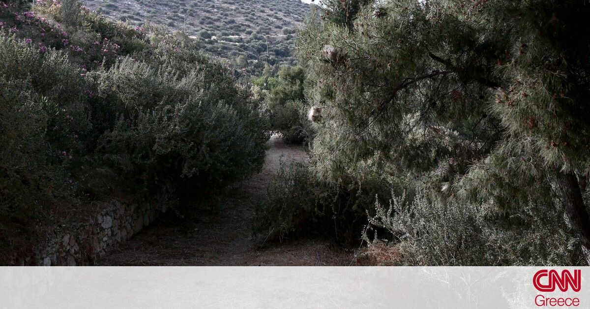 Συλλήψεις για εμπρησμό από πρόθεση σε δασική έκταση στον Υμηττό - CNN.gr
