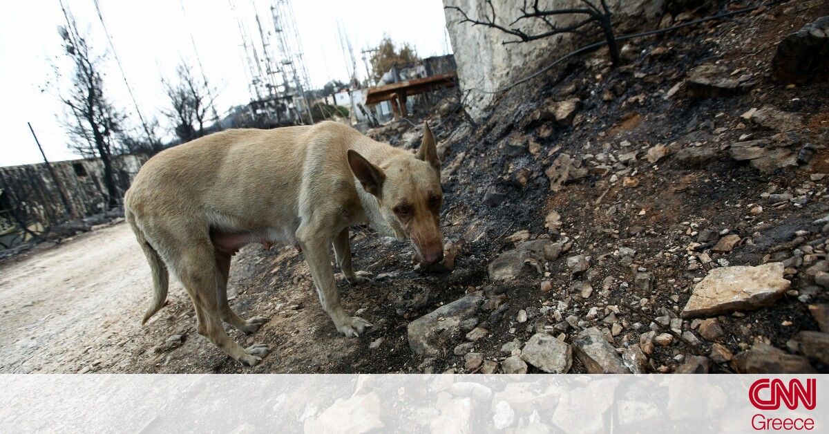 Θεσσαλονίκη: Μαζική δολοφονία ζώων στα Διαβατά - CNN.gr