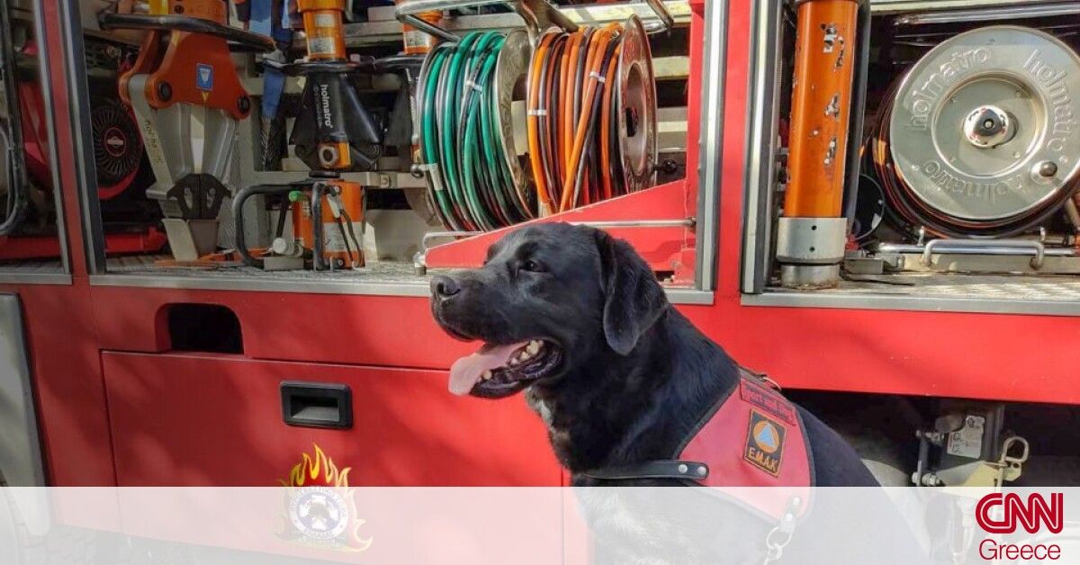 Η τρυφερή ανάρτηση της Πυροσβεστικής για τη σημερινή Παγκόσμια Ημέρα ...