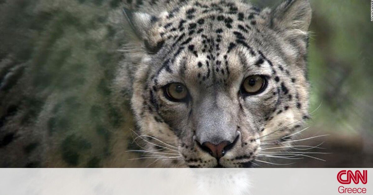 Τρεις λεοπαρδάλεις του χιονιού θετικές στον κορωνοϊό σε ζωολογικό κήπο - CNN.gr