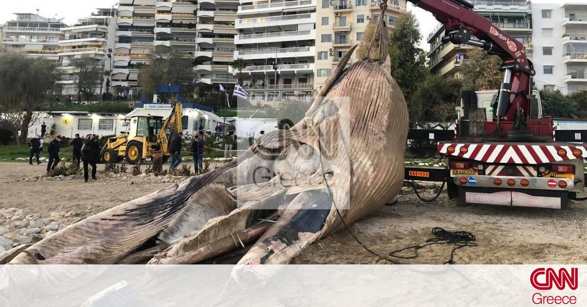 Απίστευτες εικόνες: Ξεβράστηκε φάλαινα περίπου οκτώ μέτρων στη ...