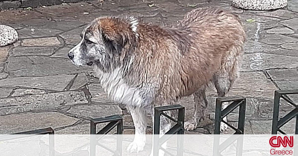 Ένα σπίτι για τον Αρκουδέλη: Τη δική του στέγη απέκτησε ο σκύλος ...
