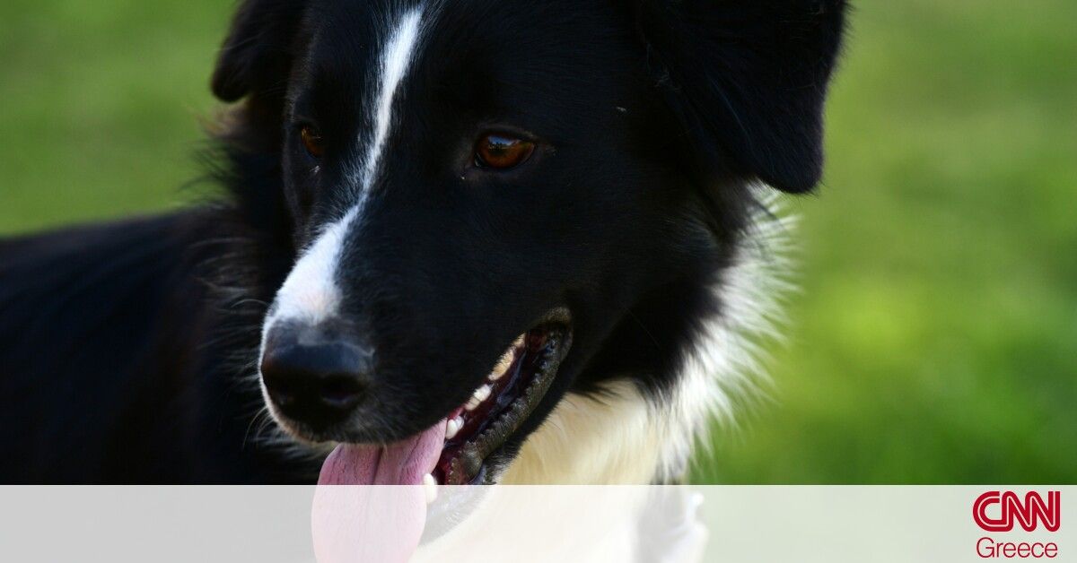 Ο Δήμος Αθηναίων εκπαιδεύει αδέσποτα για υιοθεσία - CNN.gr