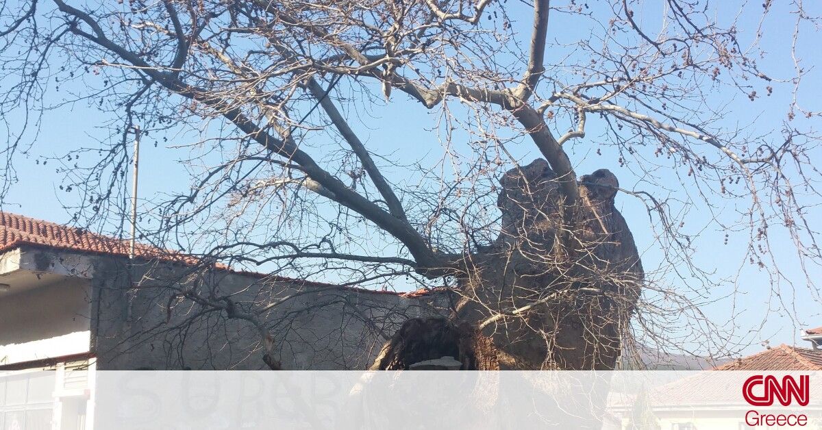 Δέντρα - μάρτυρες της Επανάστασης του 1821 - CNN.gr