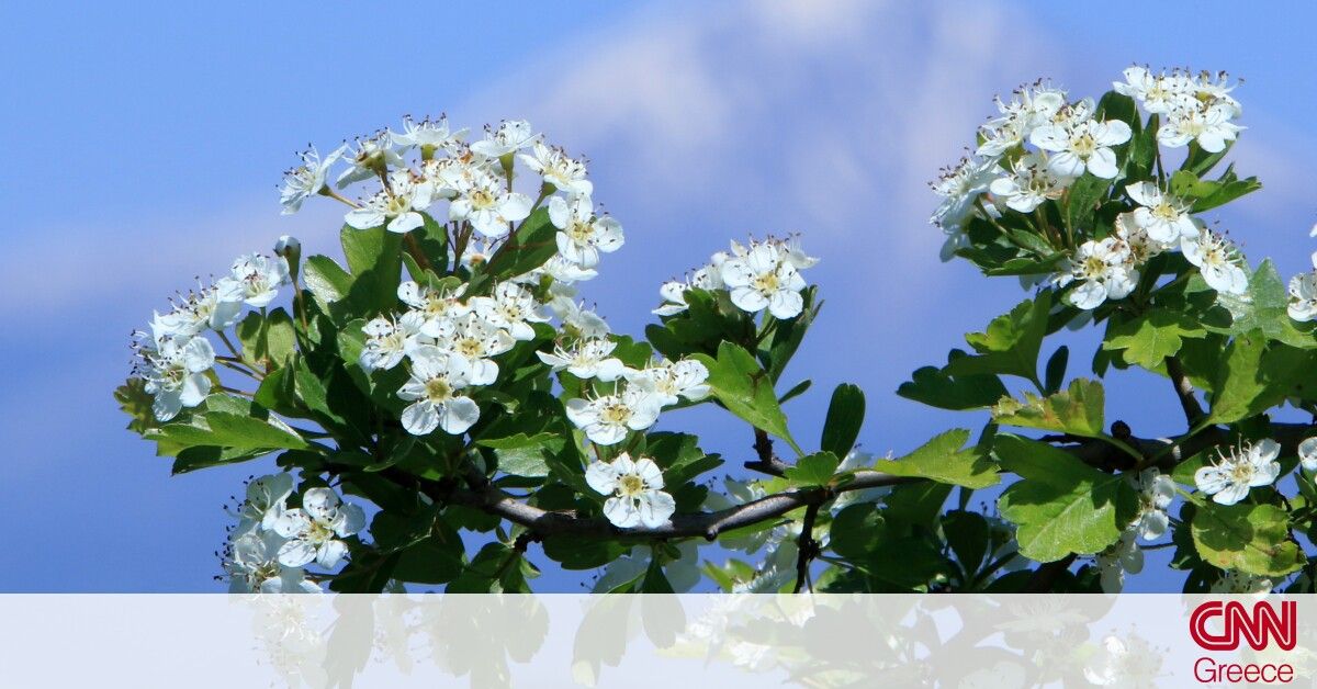 Εαρινή ισημερία: Αρχίζει από το Σάββατο τυπικά η άνοιξη - CNN.gr