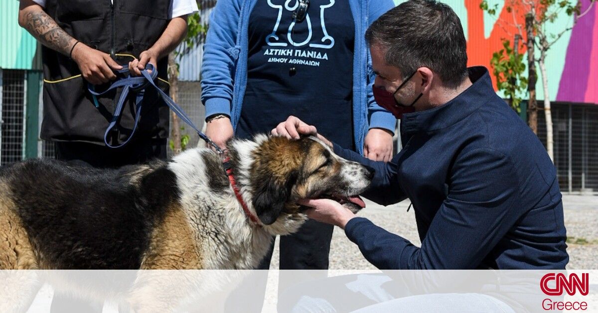 «Το καταφύγιο του Σωκράτη»: Το πρώτο σύγχρονο καταφύγιο αδέσποτων ζώων ...