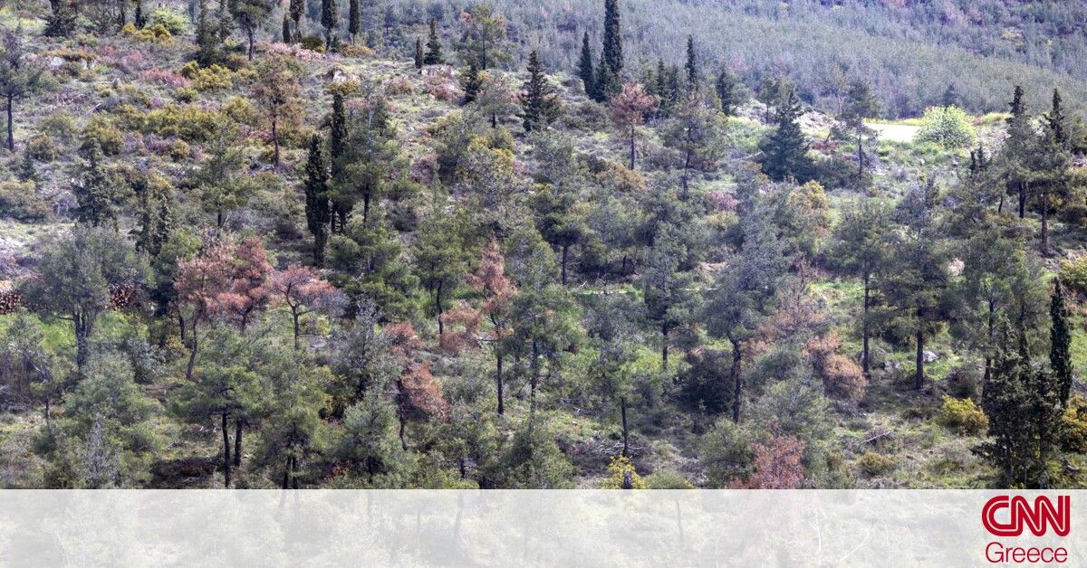Δασικοί χάρτες: Παράταση έξι μηνών στη διαδικασία υποβολής αντιρρήσεων ...