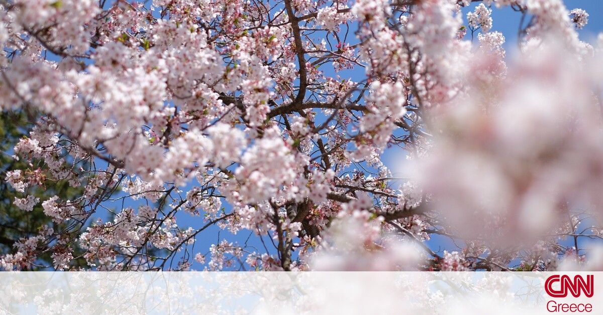Ιαπωνία: Ανθίζουν πρόωρα οι κερασιές - «Χτύπημα» της κλιματικής αλλαγής ...