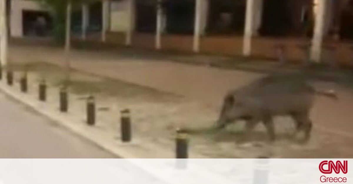 Θεσσαλονίκη: Νέο βίντεο με αγριογούρουνο να… βολτάρει στα Λαδάδικα - CNN.gr