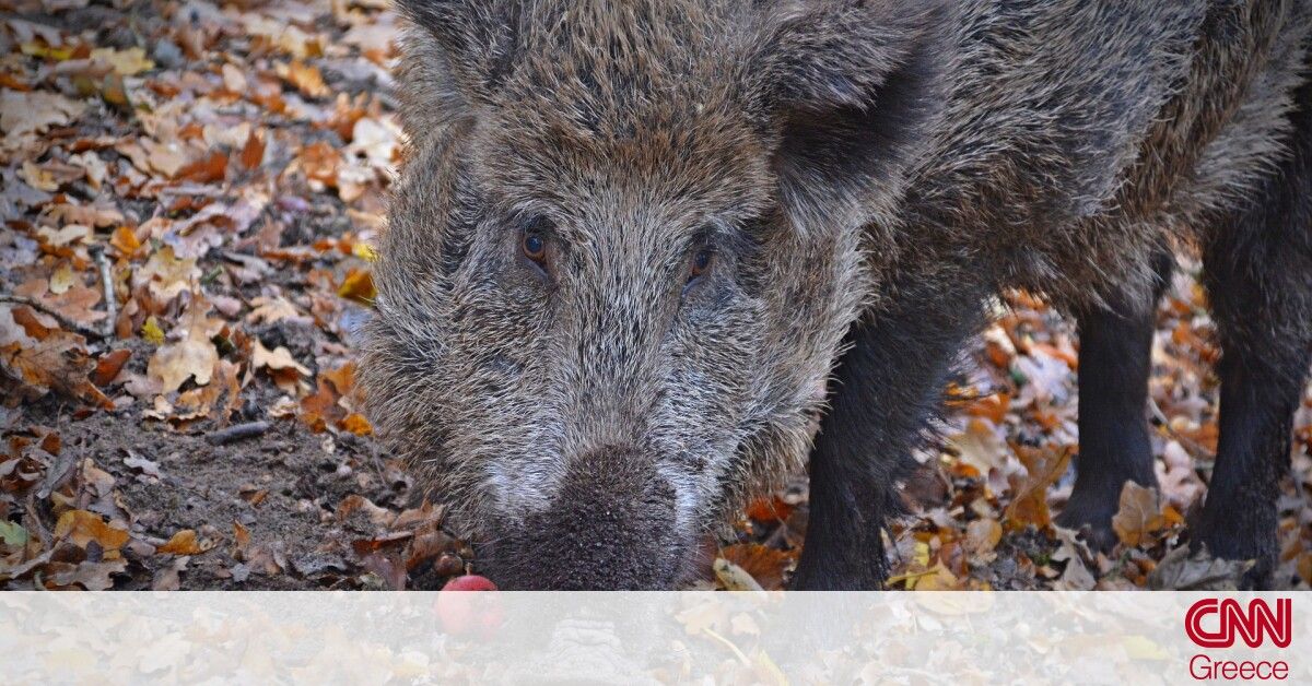 Θεσσαλονίκη: Αιχμαλωτίστηκε αγριογούρουνο στο άλσος των Συκεών - CNN.gr
