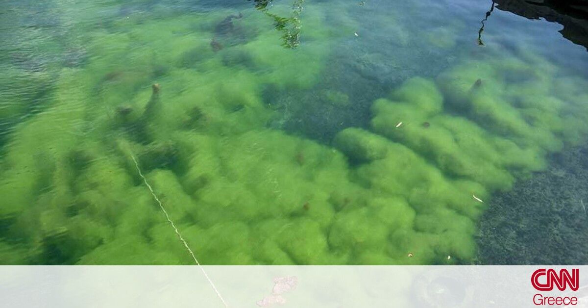 Απόκοσμη εικόνα στο λιμάνι της Πρέβεζας: Τι είναι η «πράσινη παλίρροια ...