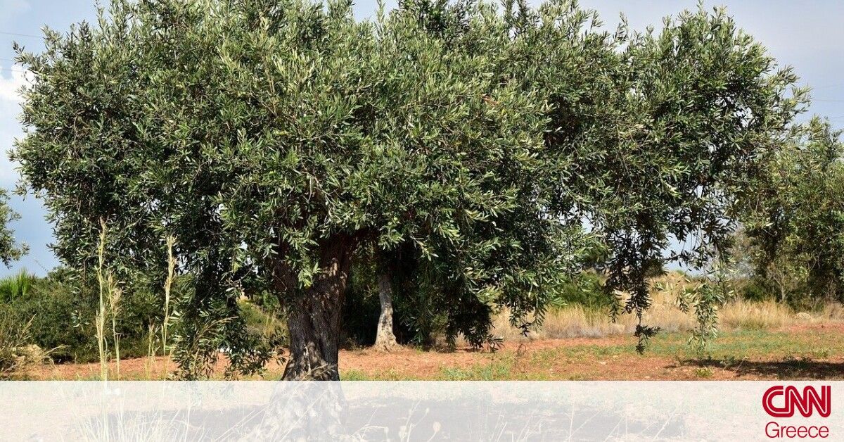 Χαλκιδική: Μειωμένη από 60 έως 80% η φετινή παραγωγή πράσινης ελιάς ...